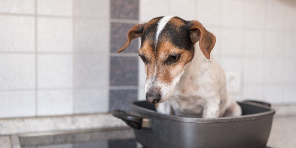 How to Care for Your Dog After a Burn or Scald - First Aid for Pets